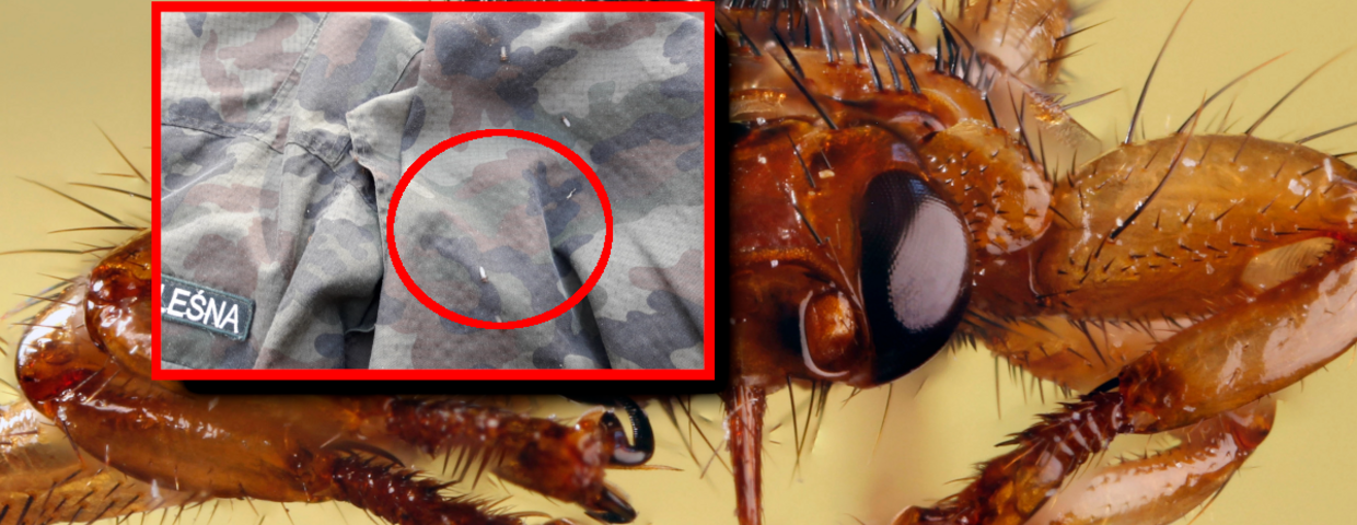 Plaga w polskich lasach. Leśnicy ostrzegają: gryzą chmarami - Planeta